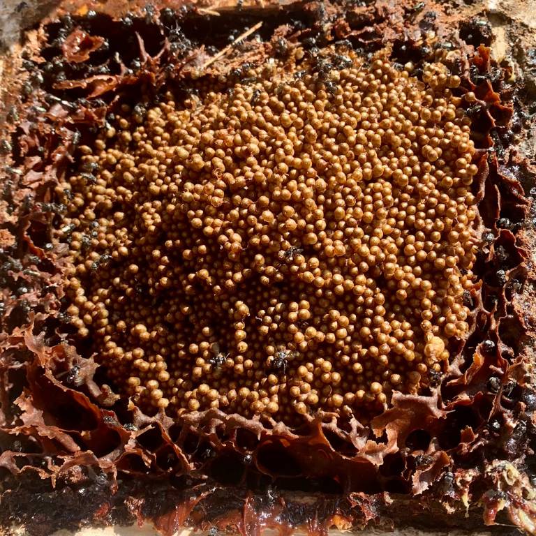 Stingless Bees - ABeeC Hives - Australian Native Bee Hives