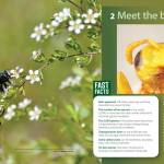 The Australian Native Bee Book: Keeping Stingless Bee Hives For Pets ...