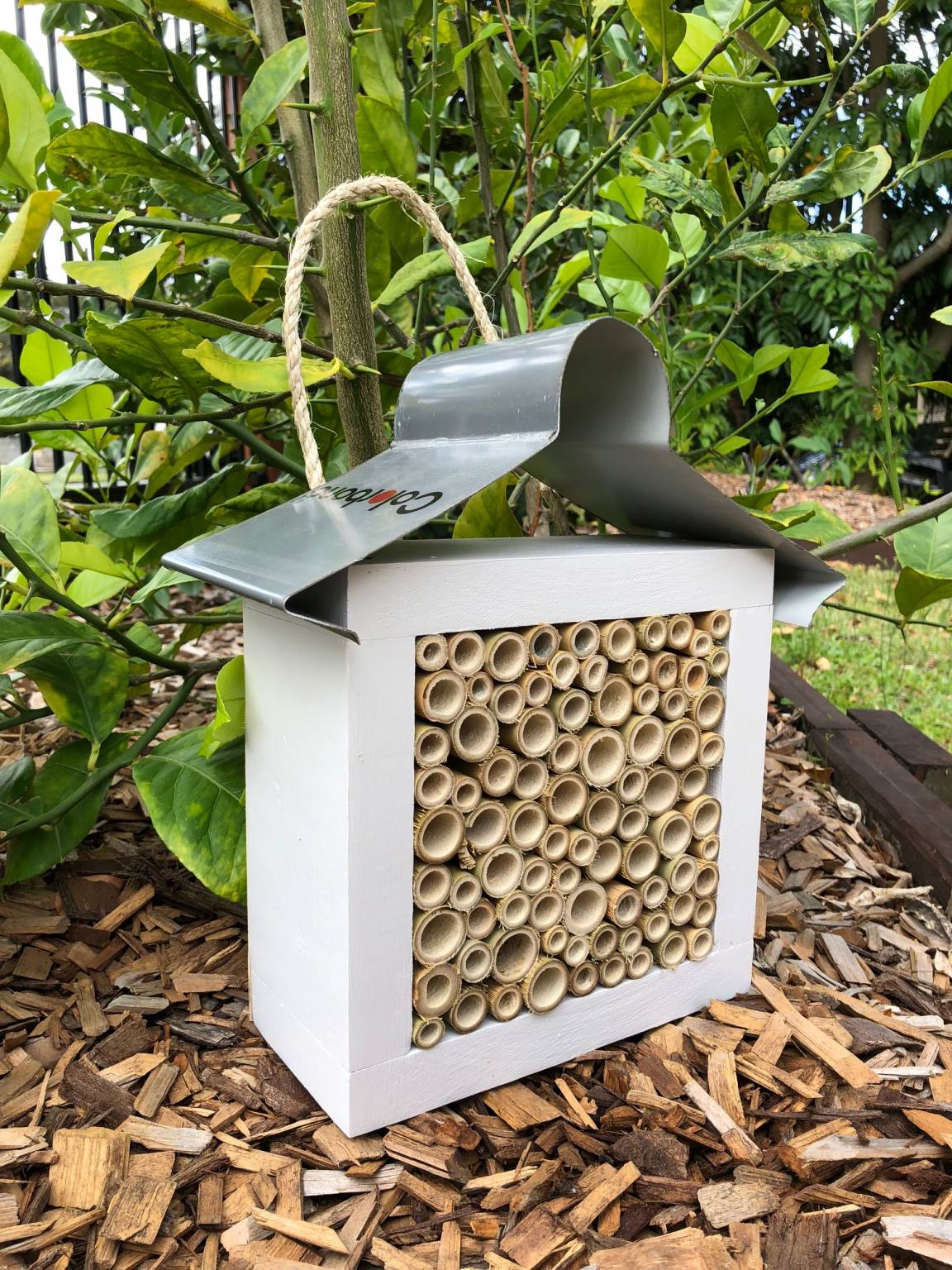 Honey Extraction Kit For Stingless Native Bees - ABeeC Hives