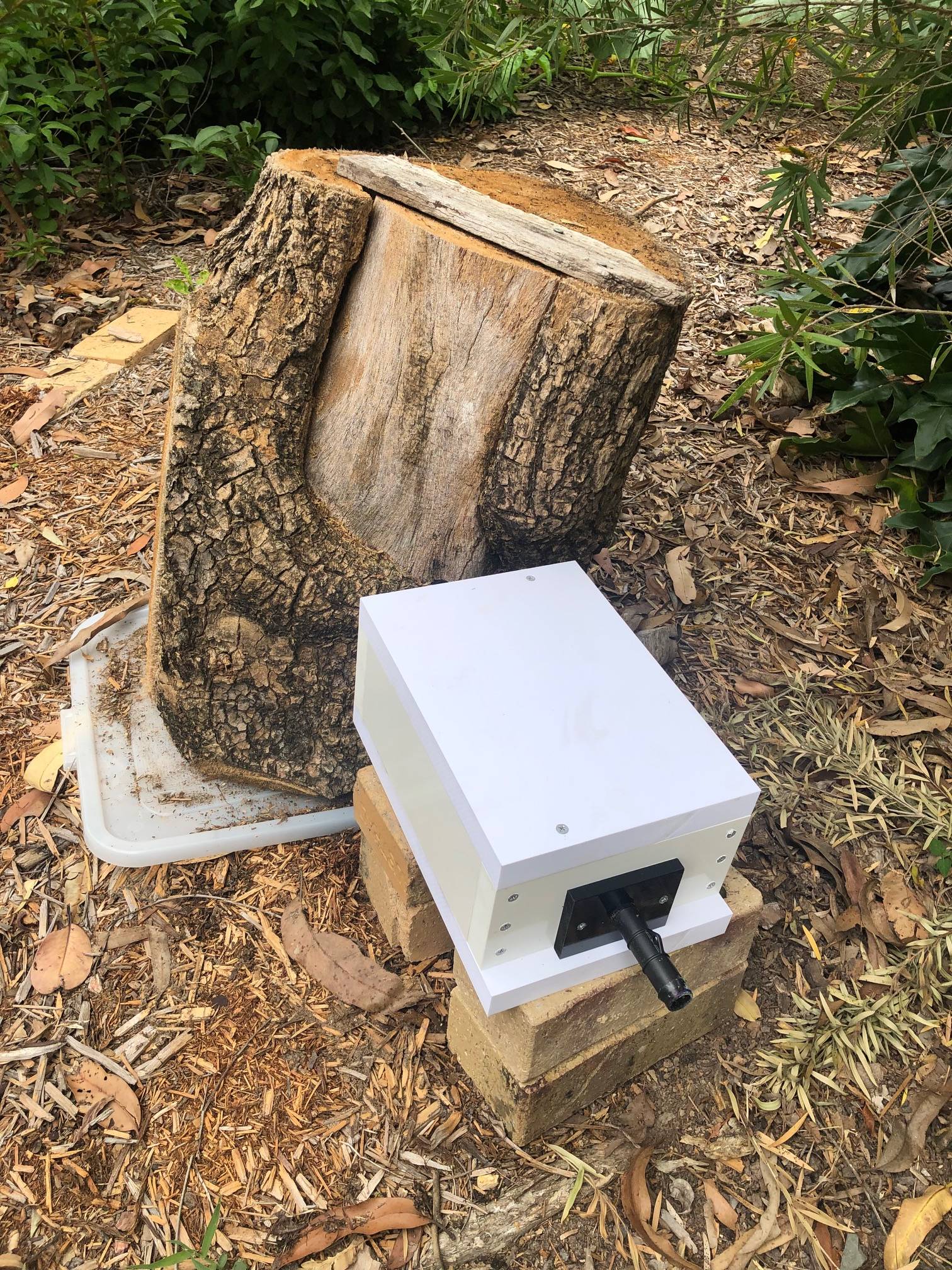How To Set Up Australian Native Bee Hive Induction, Eduction or Budding