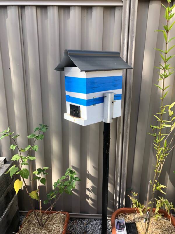 How To Guide For Splitting Stingless Bee Hives Australian Native